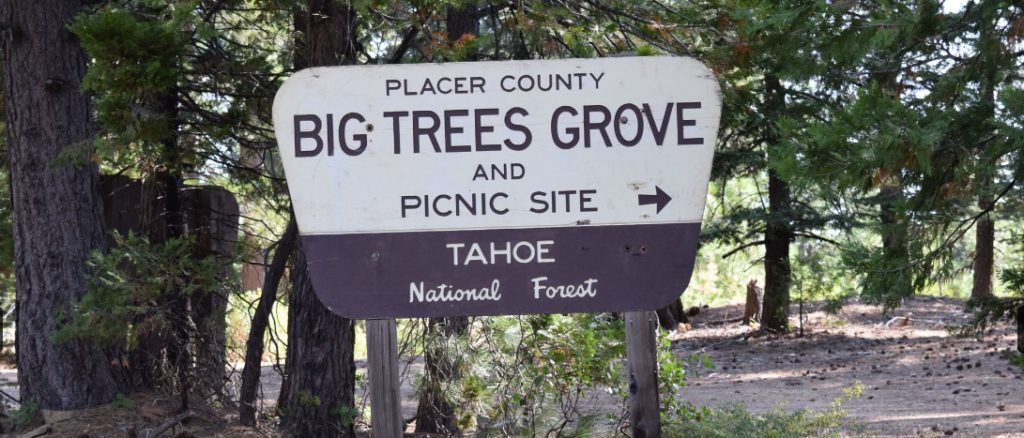Big Trees Interpretive Trail Forest View Trail | Visit Placer