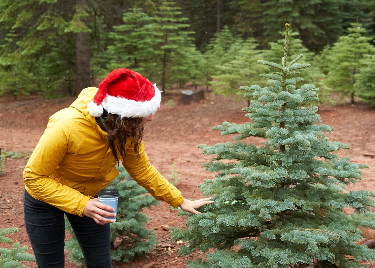 Holiday Events in Placer County | Visit Placer